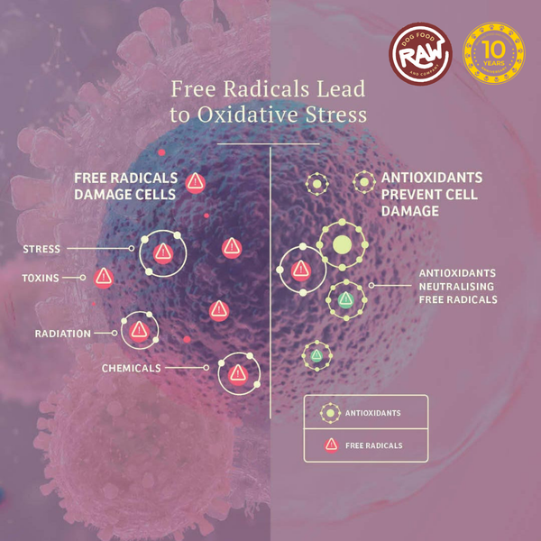 Raw Dog Food and Company | Vital Defense - Cellular Balance and ...