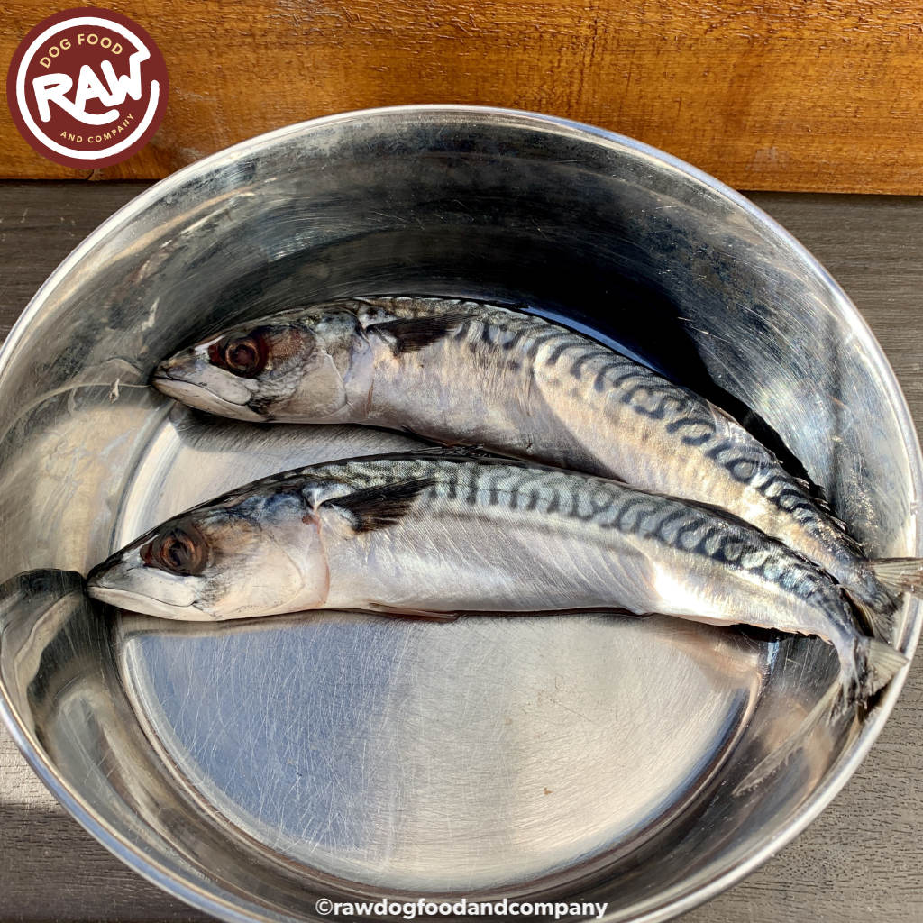 Raw Dog Food Fish | Ground Salmon | Omega 3'S - Raw Dog Food and Company